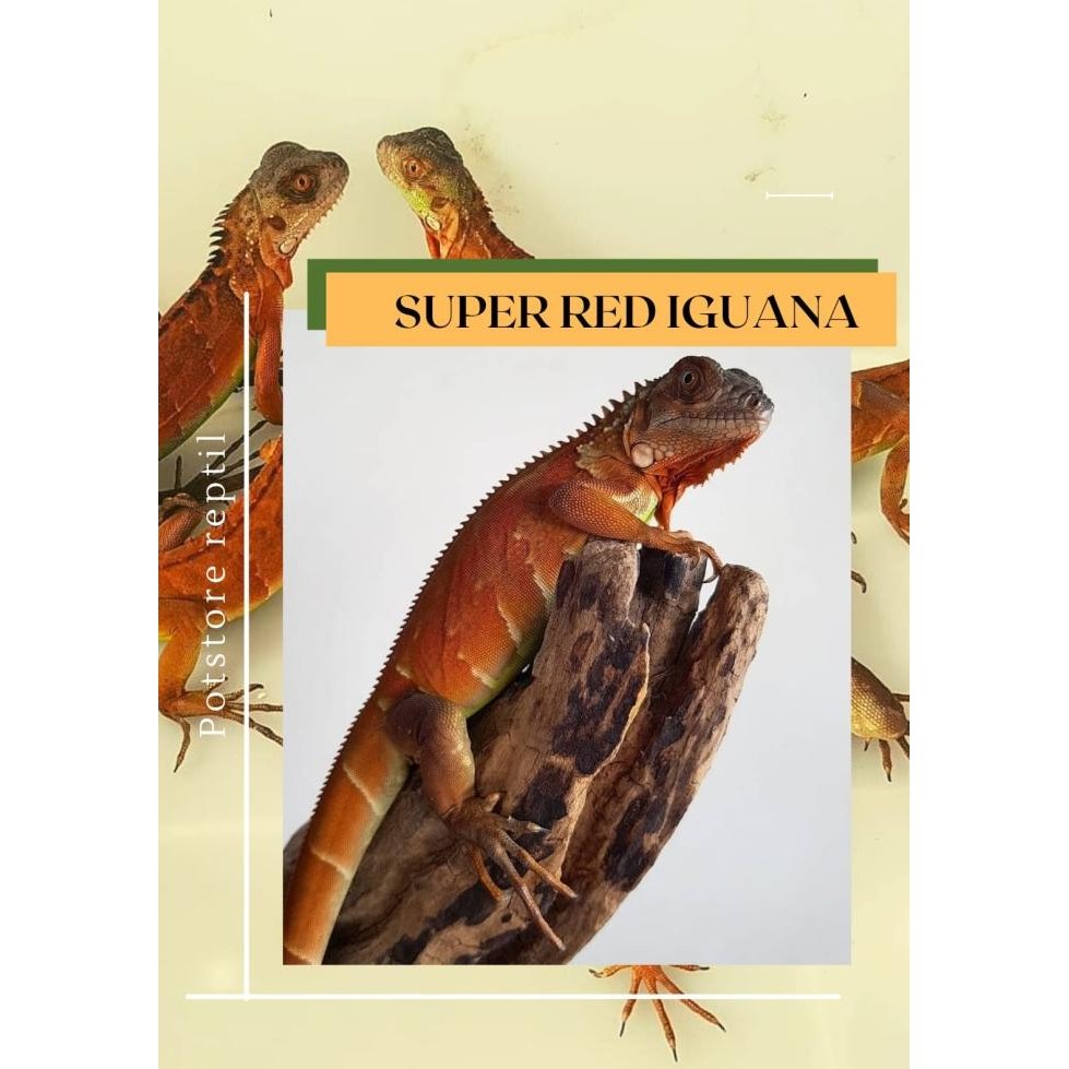 Jual Reptil - Iguana super red / super red iguana / iguana merah ...