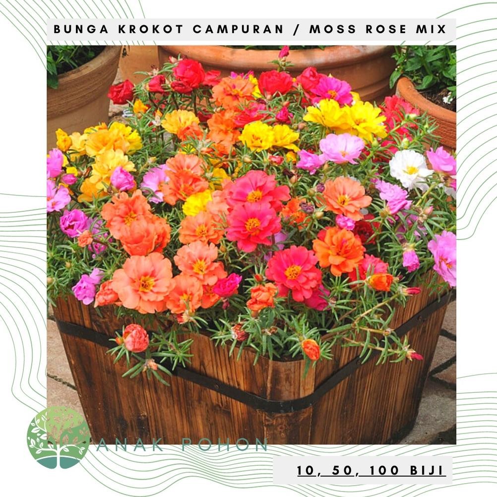 Jual Benih Bibit Biji - Bunga Krokot Moss Rose Mix (Portulaca ...