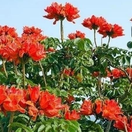 Jual Pohon pelidung berbunga sepatu dea tinggi 2meter COD | Shopee ...