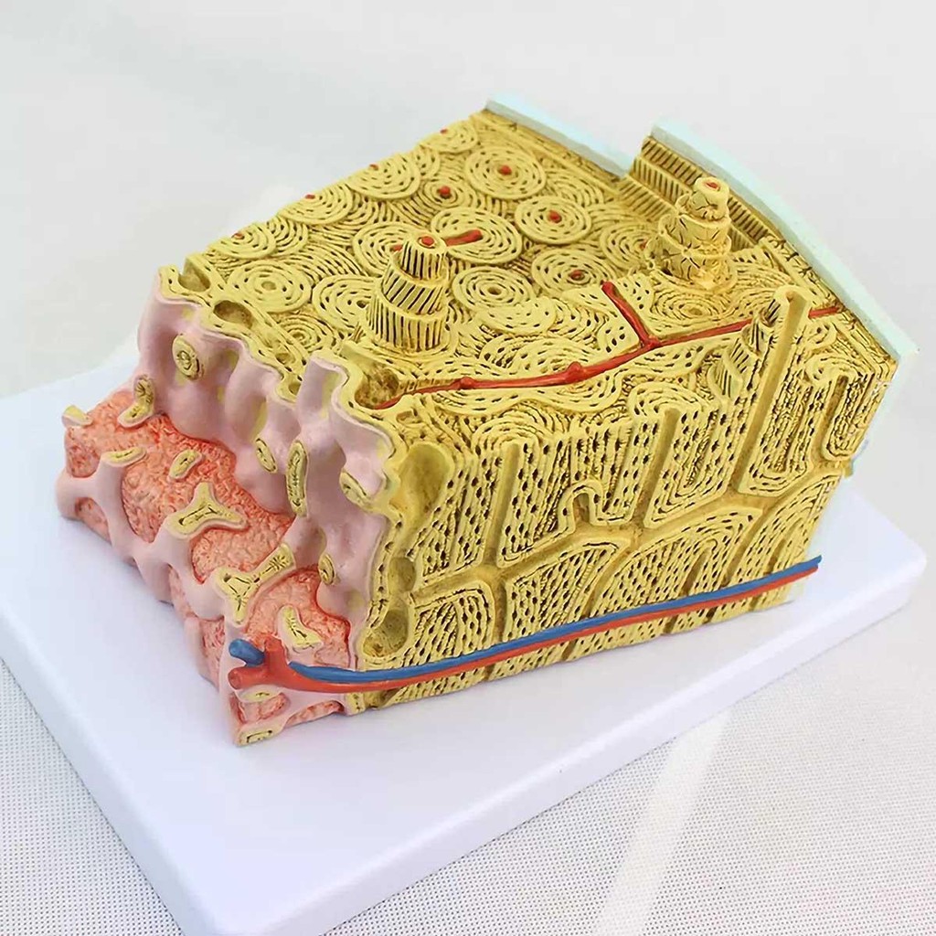 Jual Human Bone Structure Morphological Characteristics of Bone Profile ...