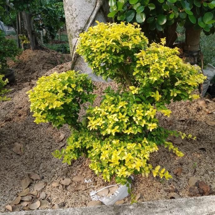 Jual Pohon Bonsai Legistrum/Mame Bonsai Legistrum | Shopee Indonesia