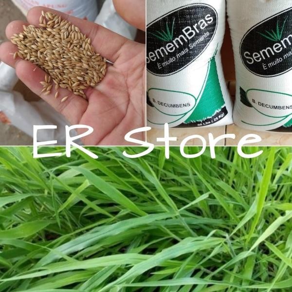 Jual Benih Rumput Brachiaria Decumbens / Benih Rumput Ternak | Shopee ...