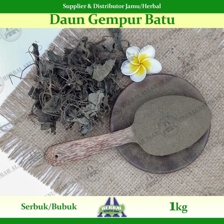Jual Daun Gempur Batu (Bubuk) 1Kg | Ruellia Napifera - 100% Murni # ...
