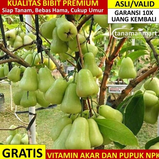 Jual Bibit Jambu Air Madu Deli Hij Asli Bergaransi, Pohon Cepat Buah ...