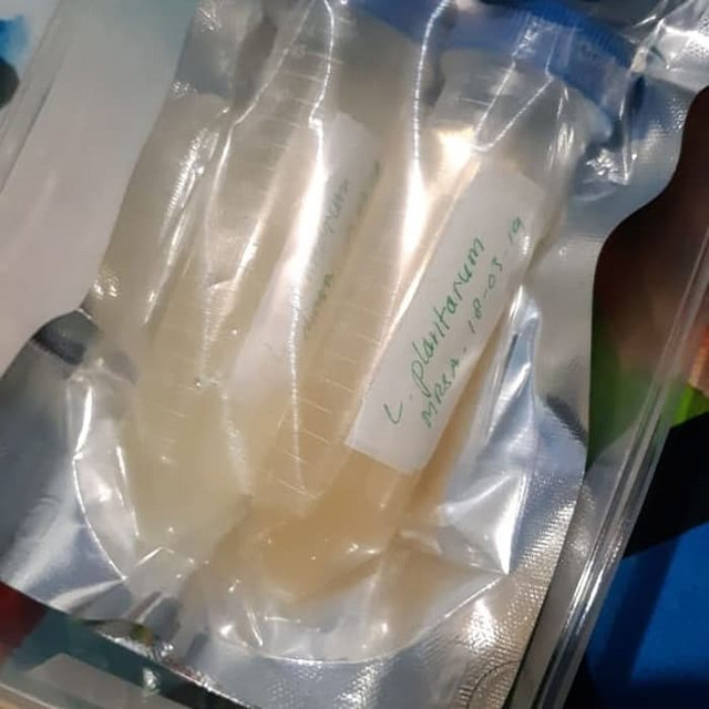 Jual Kultur Clostridium acetobutylicum: Bakteri Produksi asam butirat ...