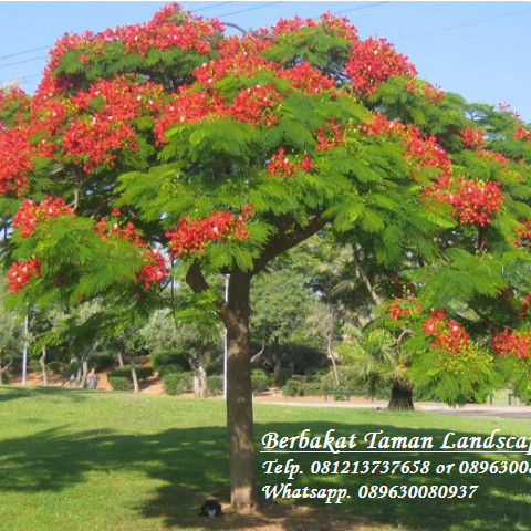 Jual Bibit Pohon Flamboyan Merah Delonix Regia Tree -Gratisongkir ...