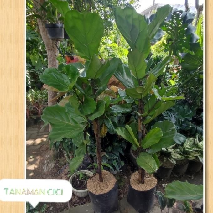 Jual Ficus Lyrata Ketapang biola besar real picture | Shopee Indonesia