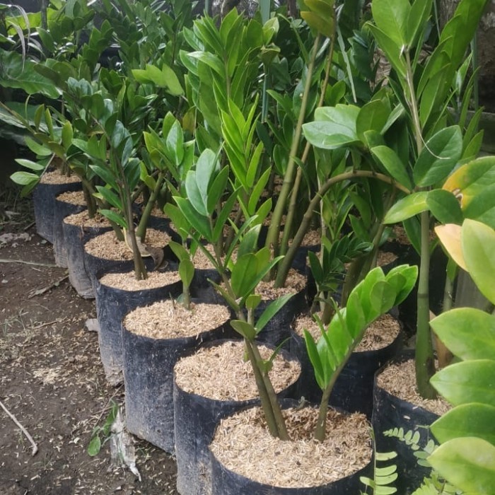 Jual Tanaman His Indoor Outdoor - ZZ Plant / Zamia | Shopee Indonesia