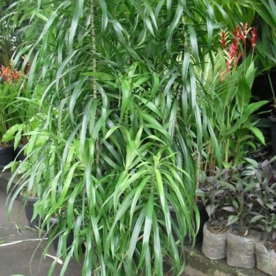 Jual Tanaman Hias Dracaena Suji Tinggi 1 Meter Rimbun / Pohon Suji Belut | Shopee Indonesia