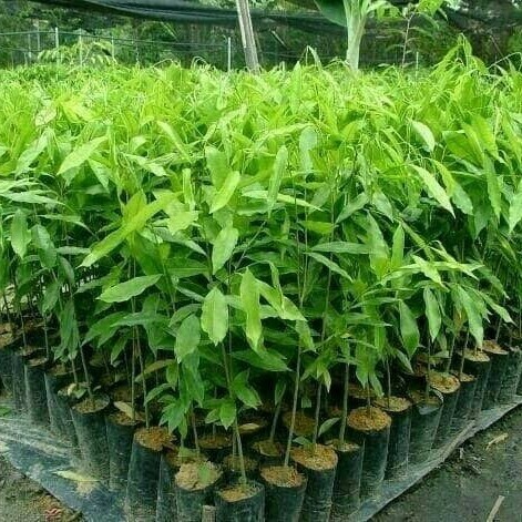 Jual Bibit Kayu Gaharu Tinggi 1 Meter Asli 100% - Pohon Gaharu ...