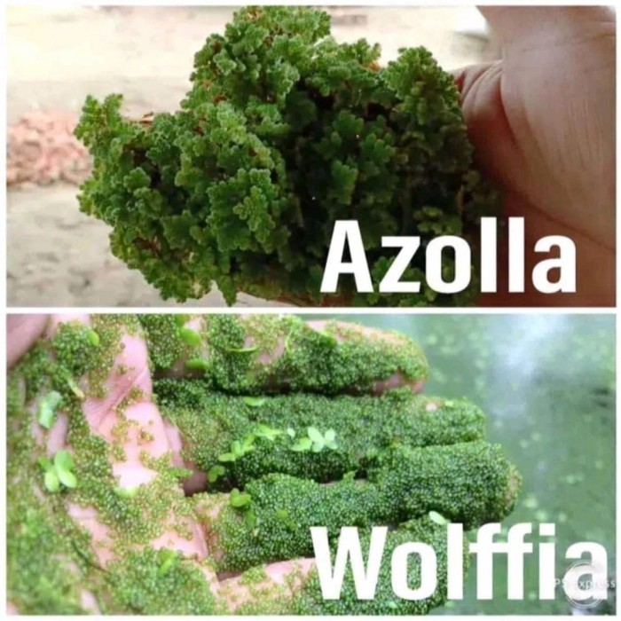 Jual paket lengkap azola 9ons dan wolfia 2ons azolla wolffia ...