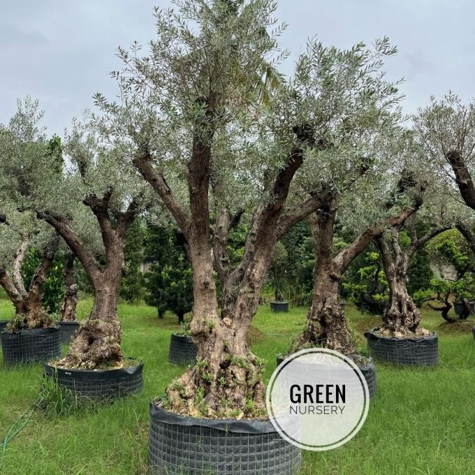 Jual Olive Tree | Pohon Olive Tree Original Import || Berukuran 2,5 Sd ...