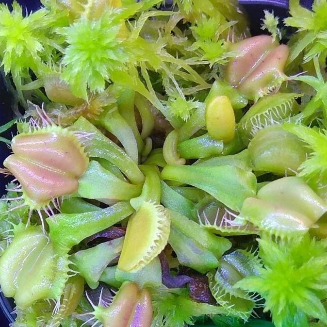 Jual Tanaman Karnivora Hias Venus FlyTrap Angel Wings | Shopee Indonesia
