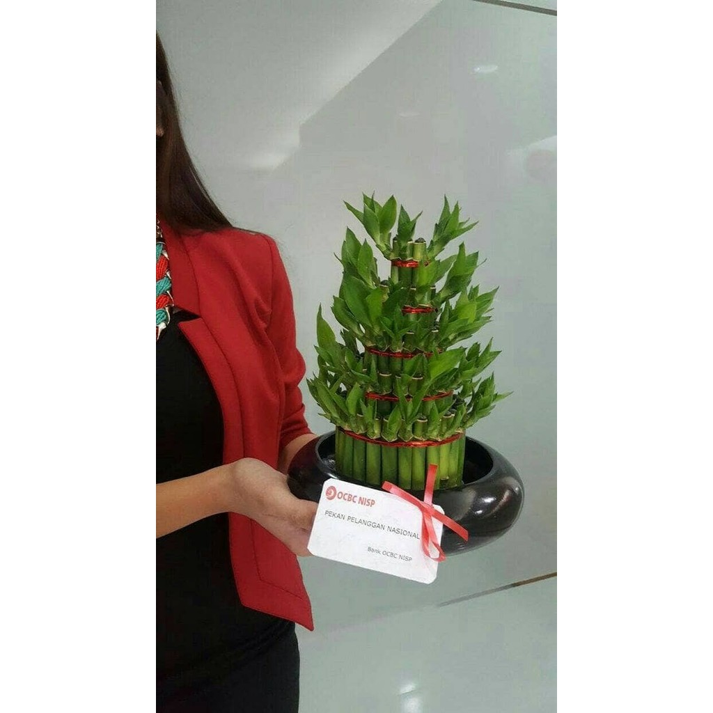 Jual PAKET HEMAT bambu hoki 5 tingkat + vas bunga keramik elegan ...