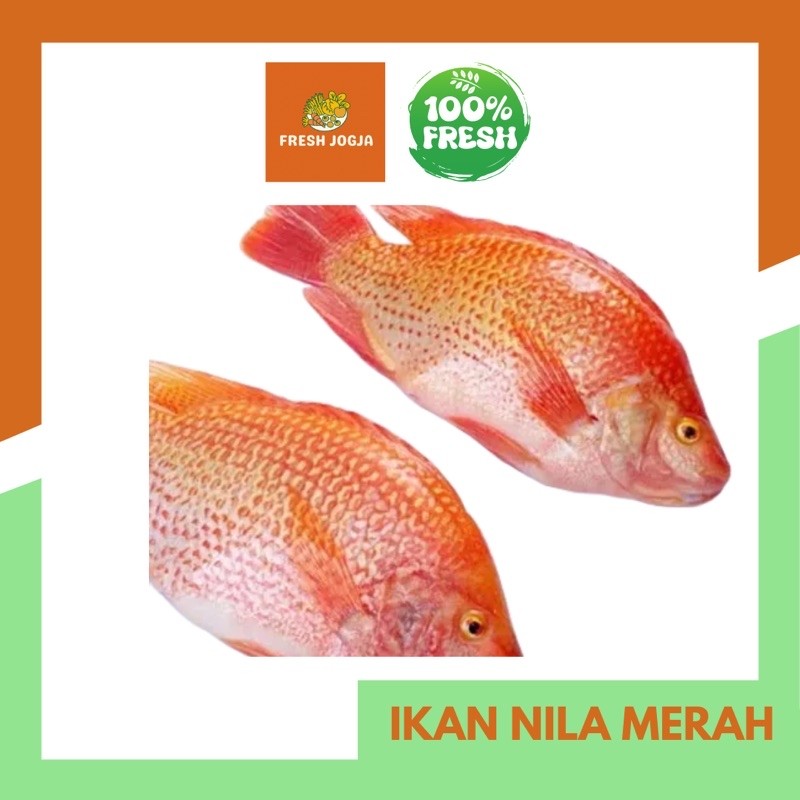 Jual Ikan Nila Merah Segar per 500gr | Fresh Jogja | Shopee Indonesia