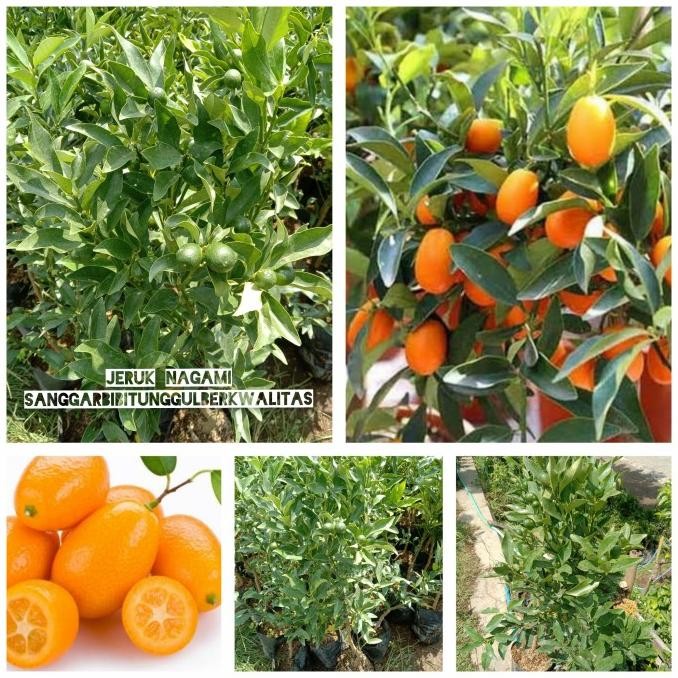 Jual Bibit tanaman Buah jeruk Nagami unggul dan kondisi sudah Berbuah ...