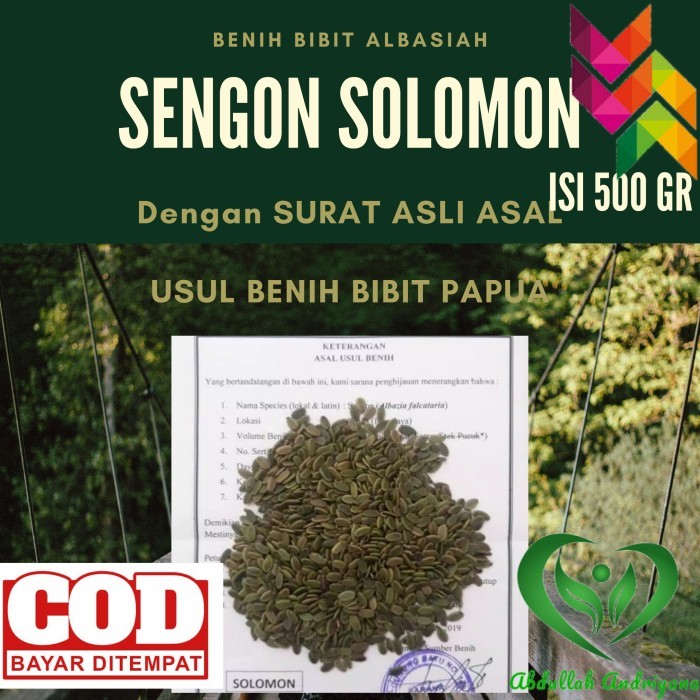 Jual Benih Albasia Bibit Sengon Solomon 500 Gr Setifikasi Keaslian ...
