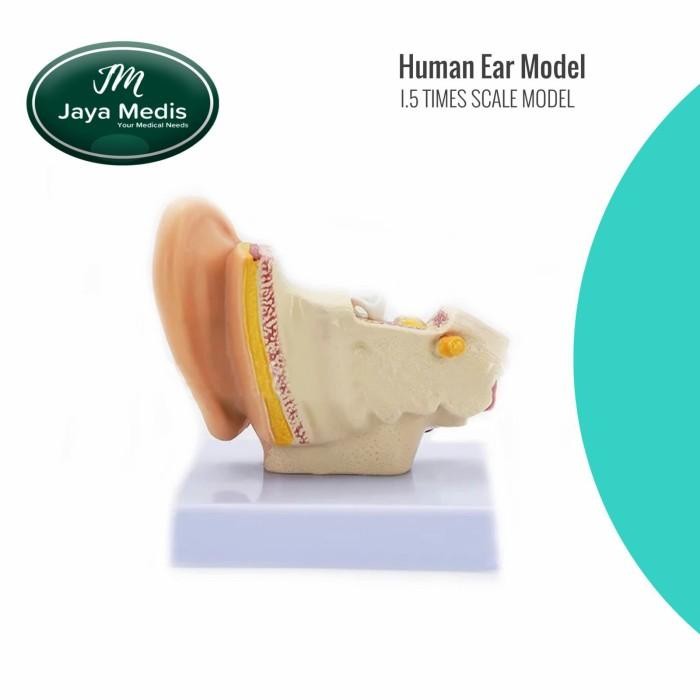 Jual Alat Peraga Model Telinga Manusia - Anatomi Telinga | Shopee Indonesia