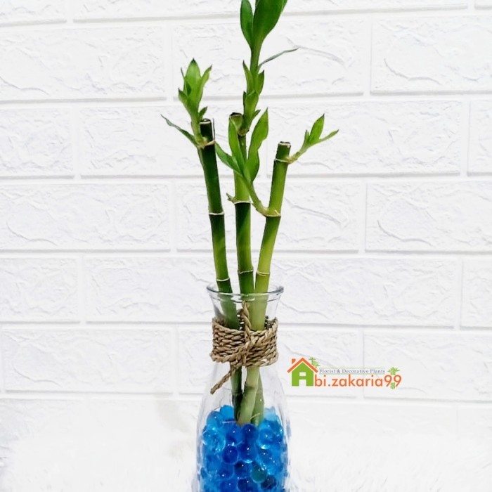 Jual BAMBU HOKI/BAMBU REJEKI/LUCKY BAMBOO HIDROGEL BOTOL KARAFE ...