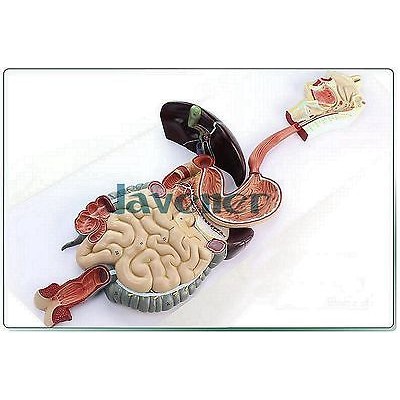 Jual Life size Human Anatomical Anatomy Digestive System Medical Model ...
