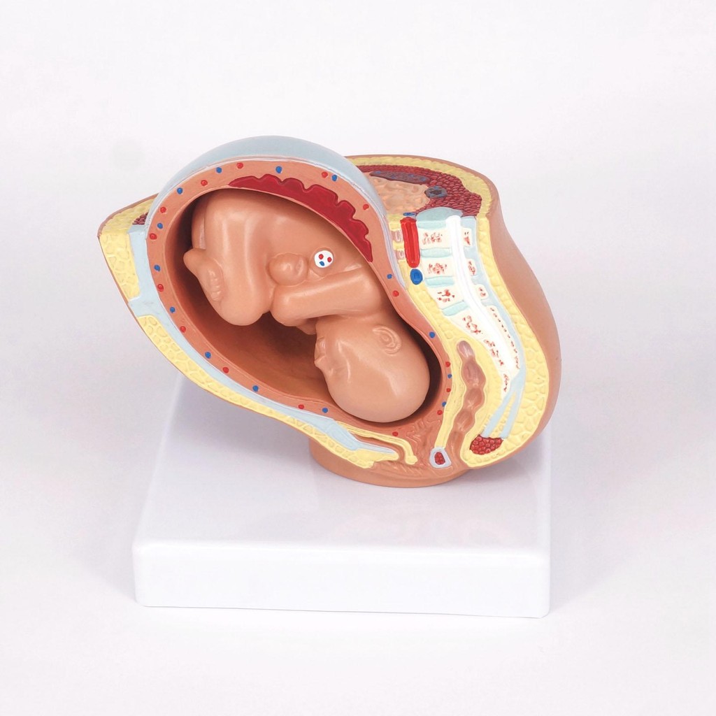 Jual Human Female Pelvic Section Pregnancy Anatomical Model Medical ...