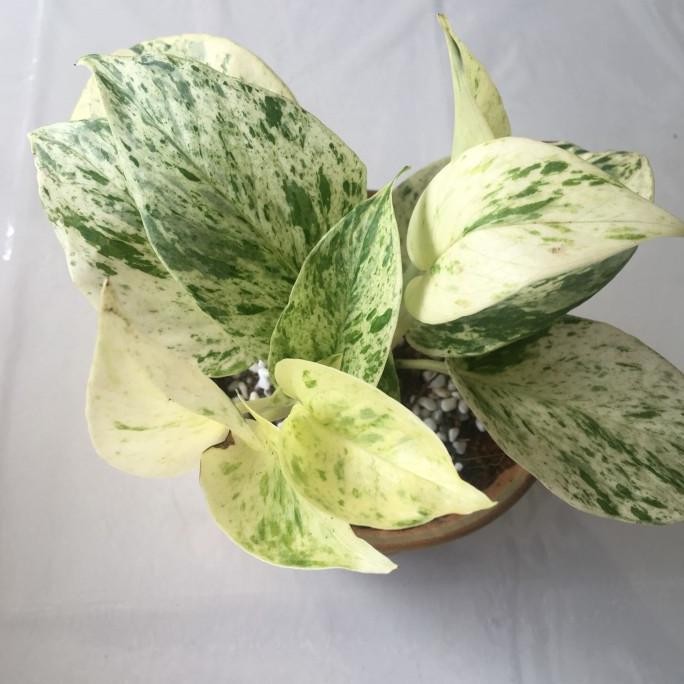 Jual Tanaman Hias Epipremnum Marble Queen Variegata / Epip Marble ...