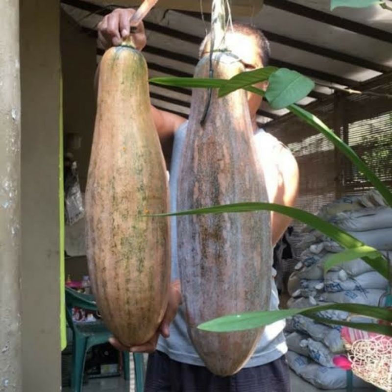 Jual 5 Benih-biji labu kuning panjang | Shopee Indonesia