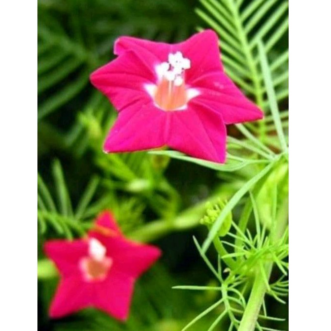 Jual Bibit Tanaman Bunga Tali Putri/Bunga Songgo Langit/Bunga Rincik ...