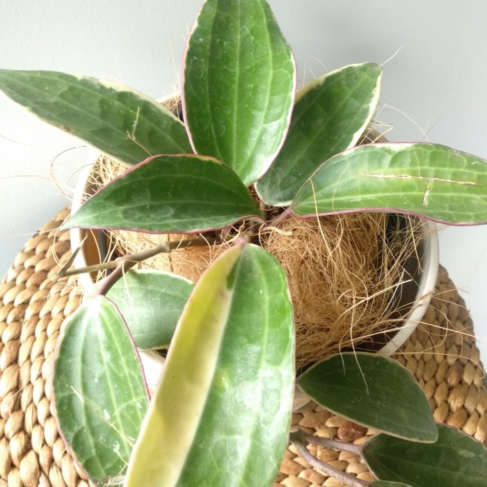 Jual Ready Hoya Macrophylla Variegata / Hoya / Tanaman Gantung | Shopee ...