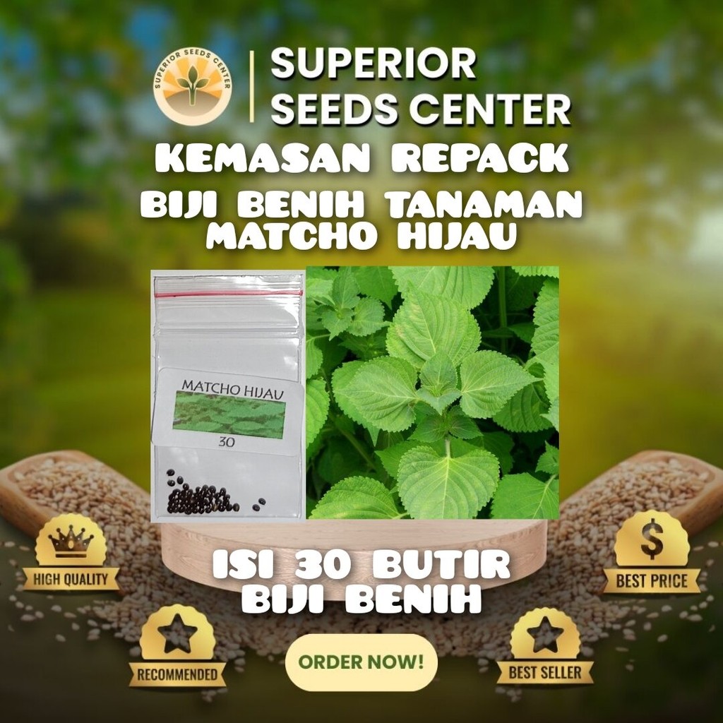 Jual 30 Butir Biji Benih Tanaman Matcho Hijau | Shiso (Kemasan Repack ...