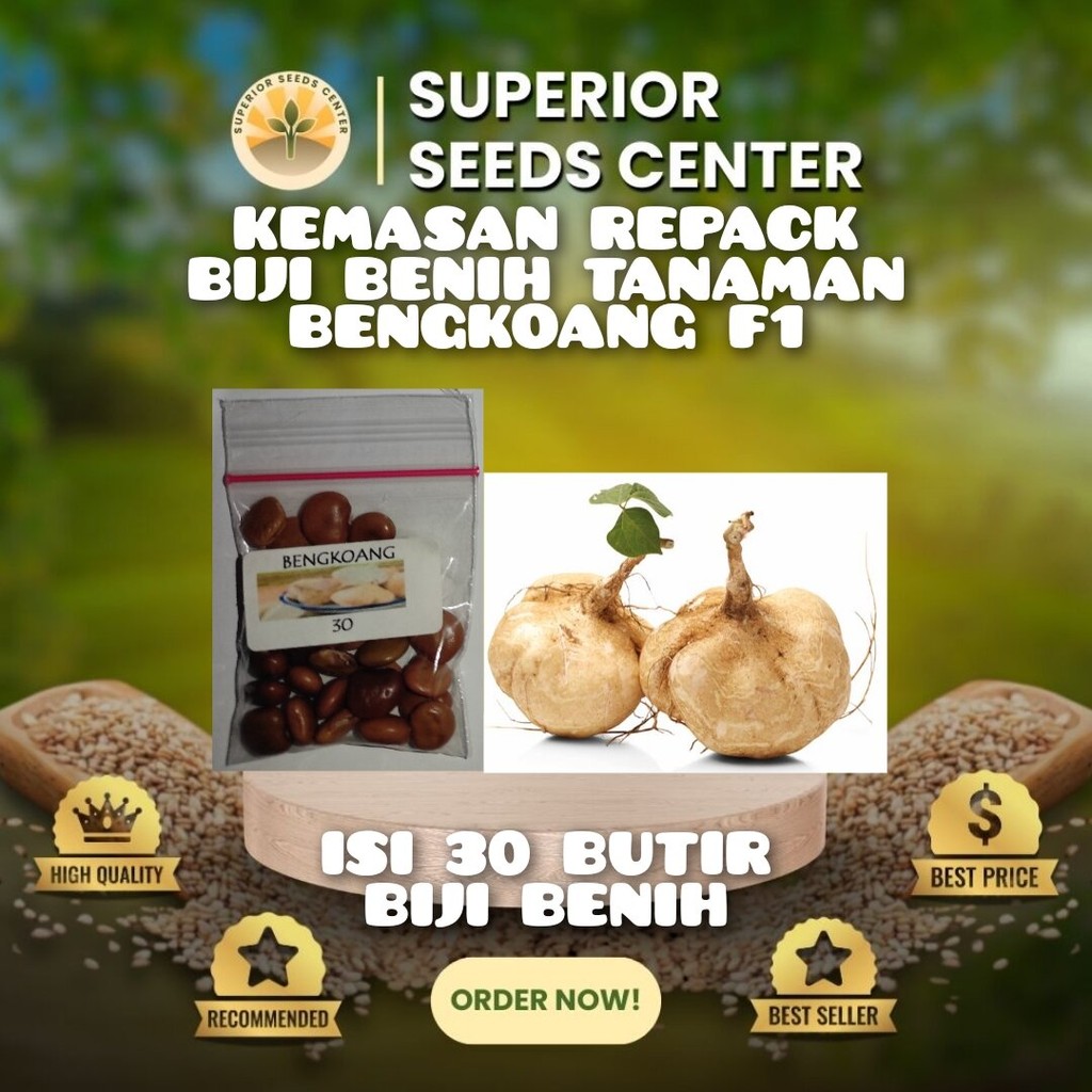 Jual 30 Butir Biji Benih Tanaman Bengkoang (Kemasan Repack Plastik Klip ...
