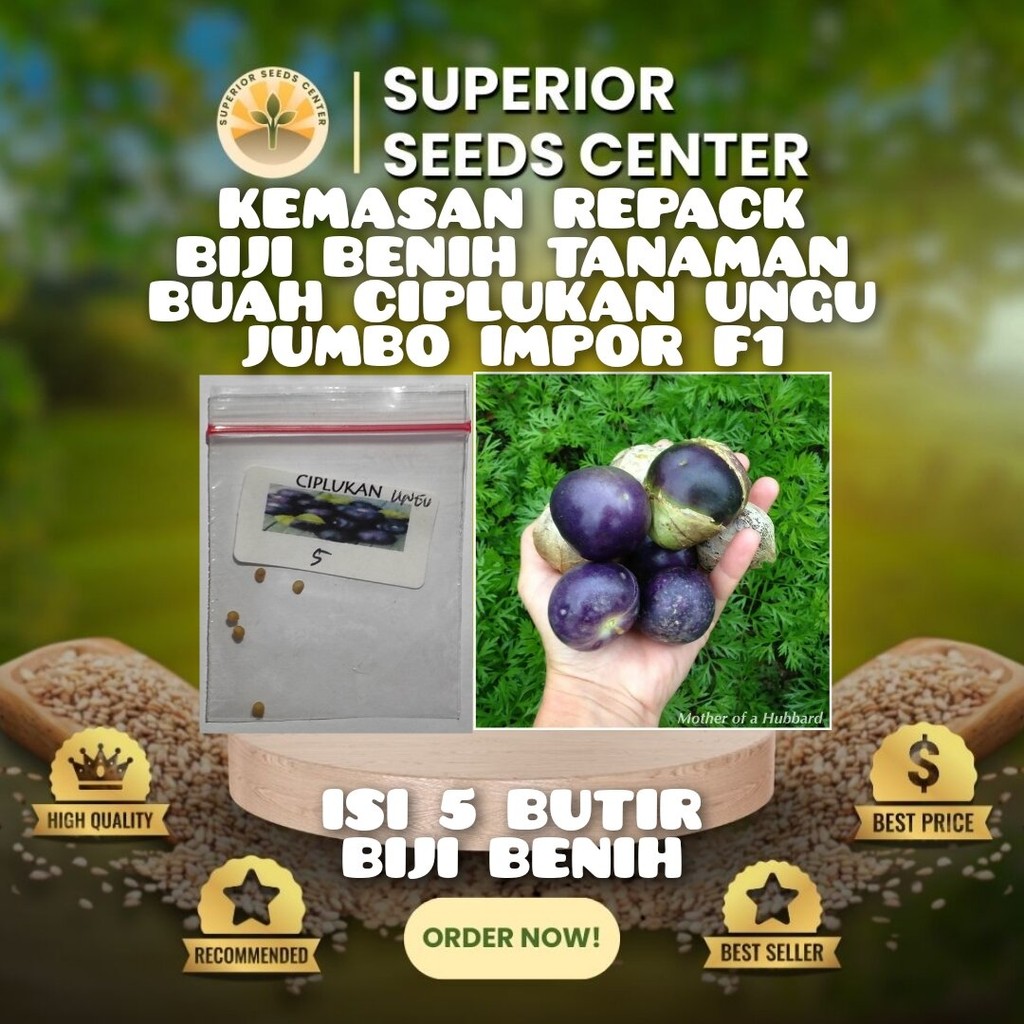 Jual 5 Butir Biji Benih Tanaman Ciplukan Ungu Jumbo (Kemasan Repack ...