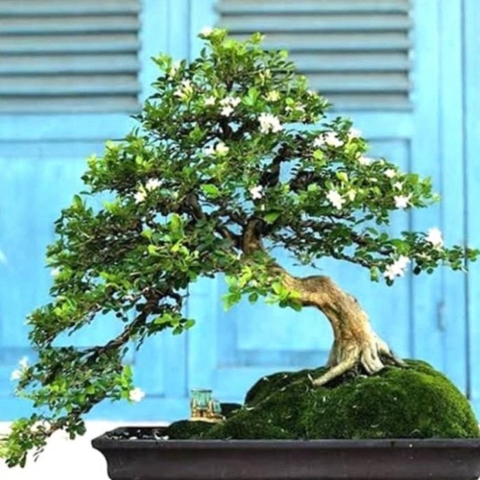 Jual TERBARU Tanaman Kemuning Mini Bibit Bonsai Plus Pot Putih | Shopee ...