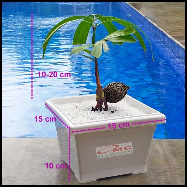 Jual BEST DEAL TANAMAN HIAS POHON BONSAI MAME PALM PALEM RAJA ROYSTONEA ...