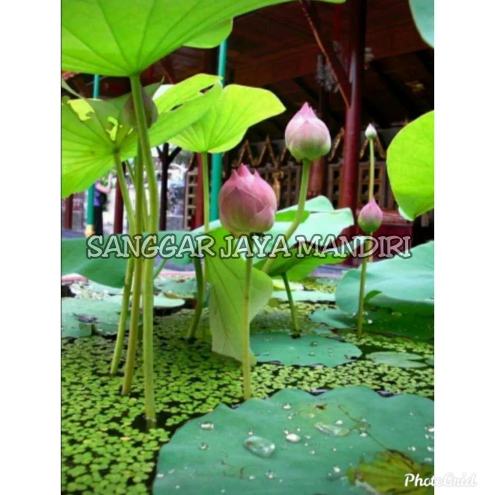 Jual TANAMAN HIAS LOTUS (ORDER VIA OJOL) | Shopee Indonesia