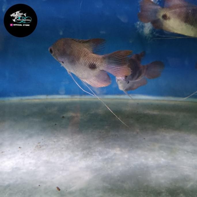 Jual NEW IKAN HIAS GURAME SABAH TANKMATE IKAN HIAS | Shopee Indonesia