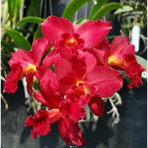Jual Diskon Cattleya Lc. Mini Red Dragon Dewasa | Shopee Indonesia