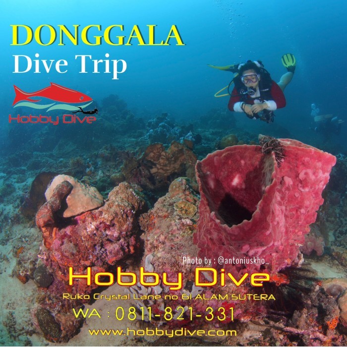Jual Hobby Dive Diving Trip - Donggala - Palu Sulawesi Tengah Sale ...