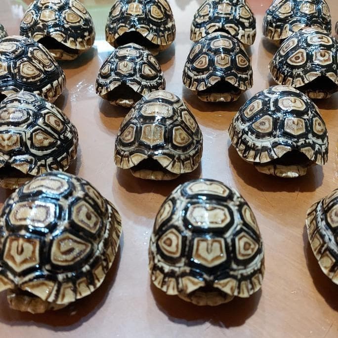Jual Tempurung Kura Kura Pardalis Asli / Tortoise Shell / Hiding Cave ...