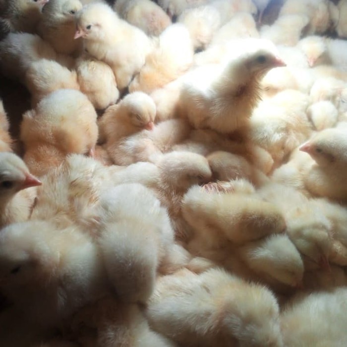 Jual Ayam Broiler / Doc ayam broiler /Anak ayam broiler (100 ekor ...