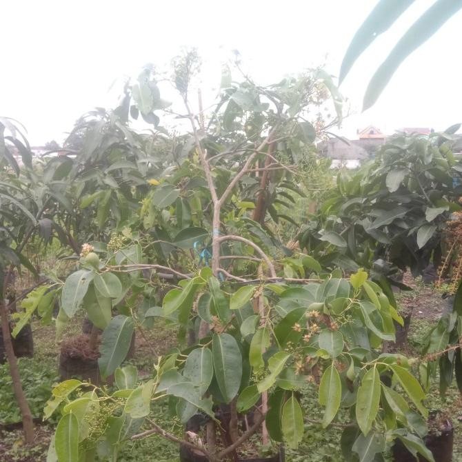 Jual pohon Jamblang batang besar berbuah dan banyak bunga | Shopee ...