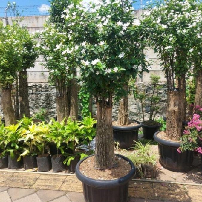 Jual tanaman hias bonsai melati yasmin | Shopee Indonesia