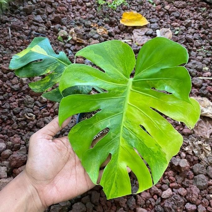 Jual tanaman hias Monstera yellow marlyn kunzo Variegata pucukan 3750A ...