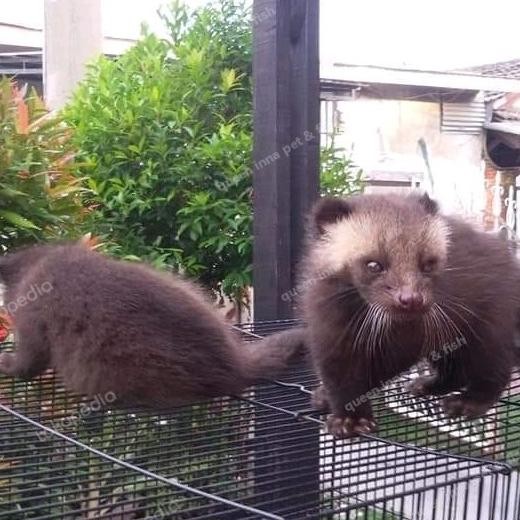 Jual Musang Bulan Baby / Pets / musang Bulan ekor putih hewan ...