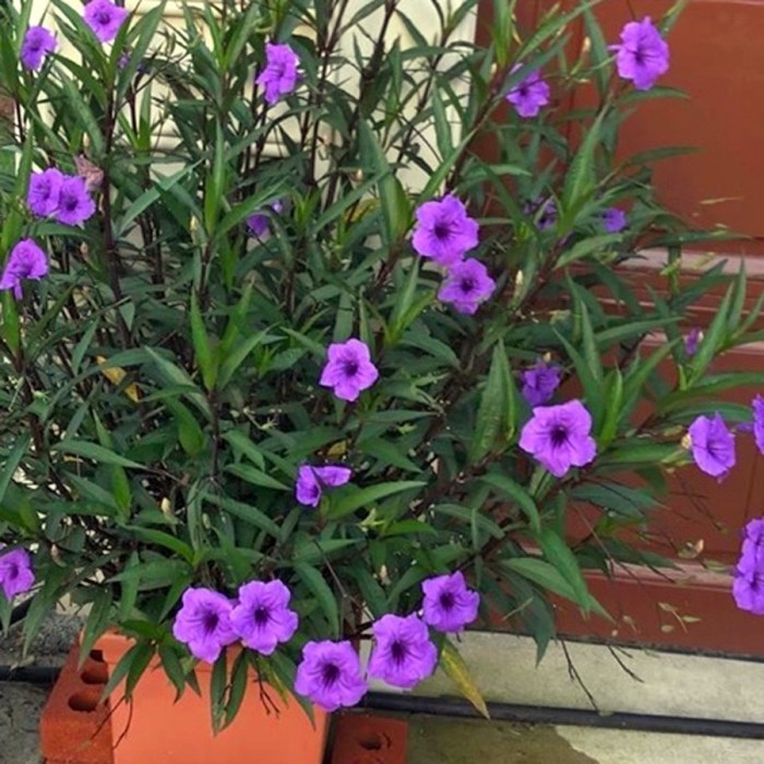 Jual Rawelia Ruelia Rolia Bunga Ungu Tabibosa Ruellia Bibit Stek Batang ...