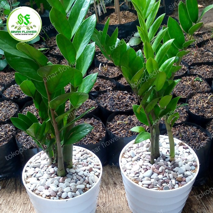 Jual arr tanaman dollar zamia Zz plant/tanaman hias/dolar zamia include ...