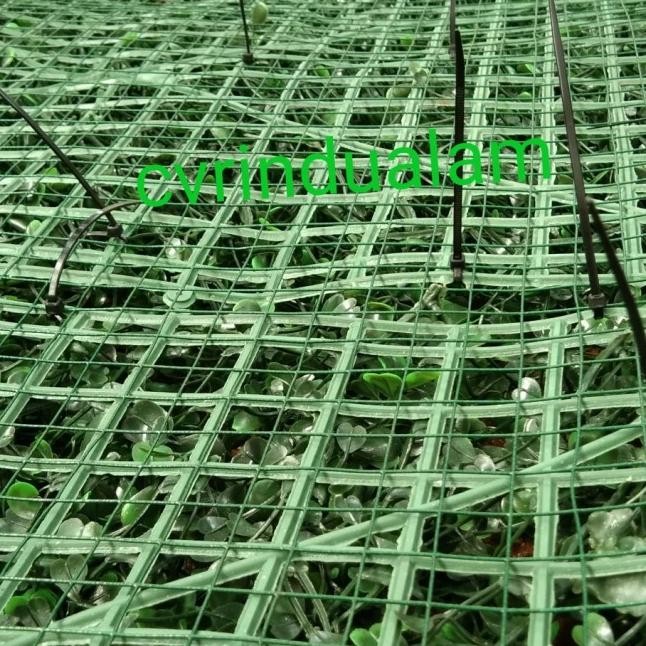 Jual Daun Dolar Artificial Rambat Gulung Plastik Rangka Karpet Tanaman ...