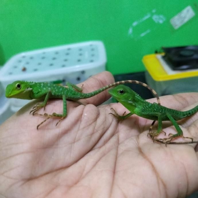 Jual Bronchocela jubata | bunglon surai | Shopee Indonesia