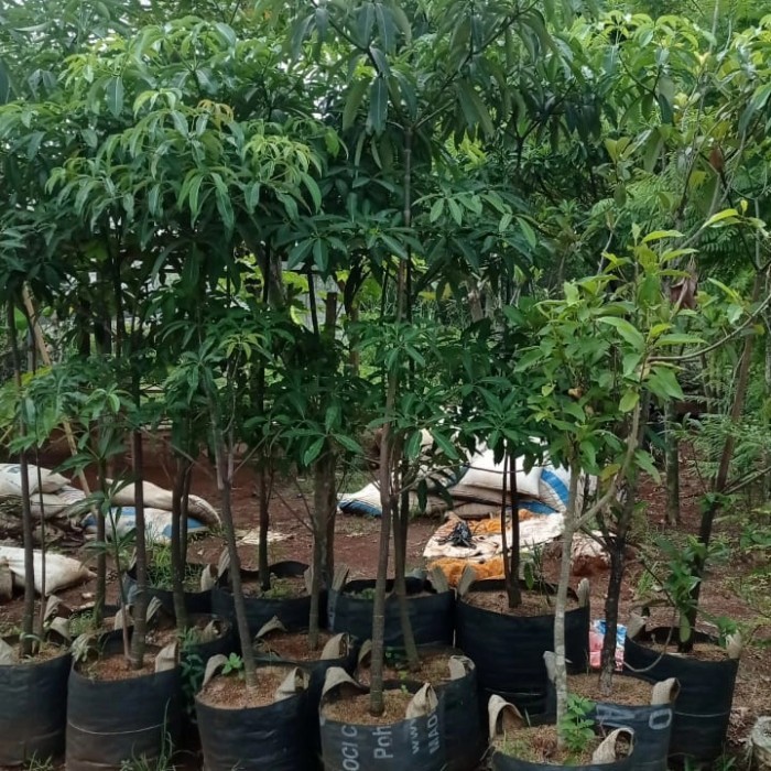 Jual pohon pule batang tunggal tinggi 2.5 _ 3 meter | Shopee Indonesia