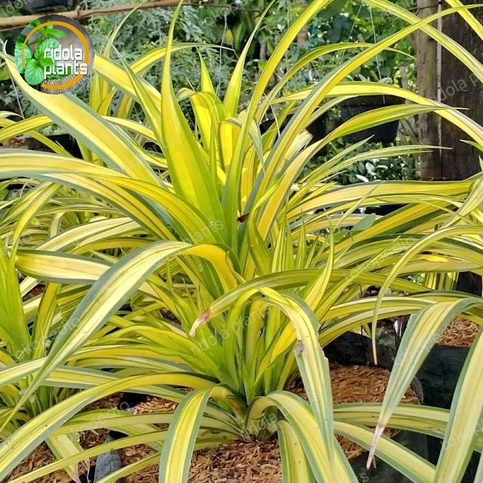 Jual pandan afrika kuning dewasa rimbun | Shopee Indonesia